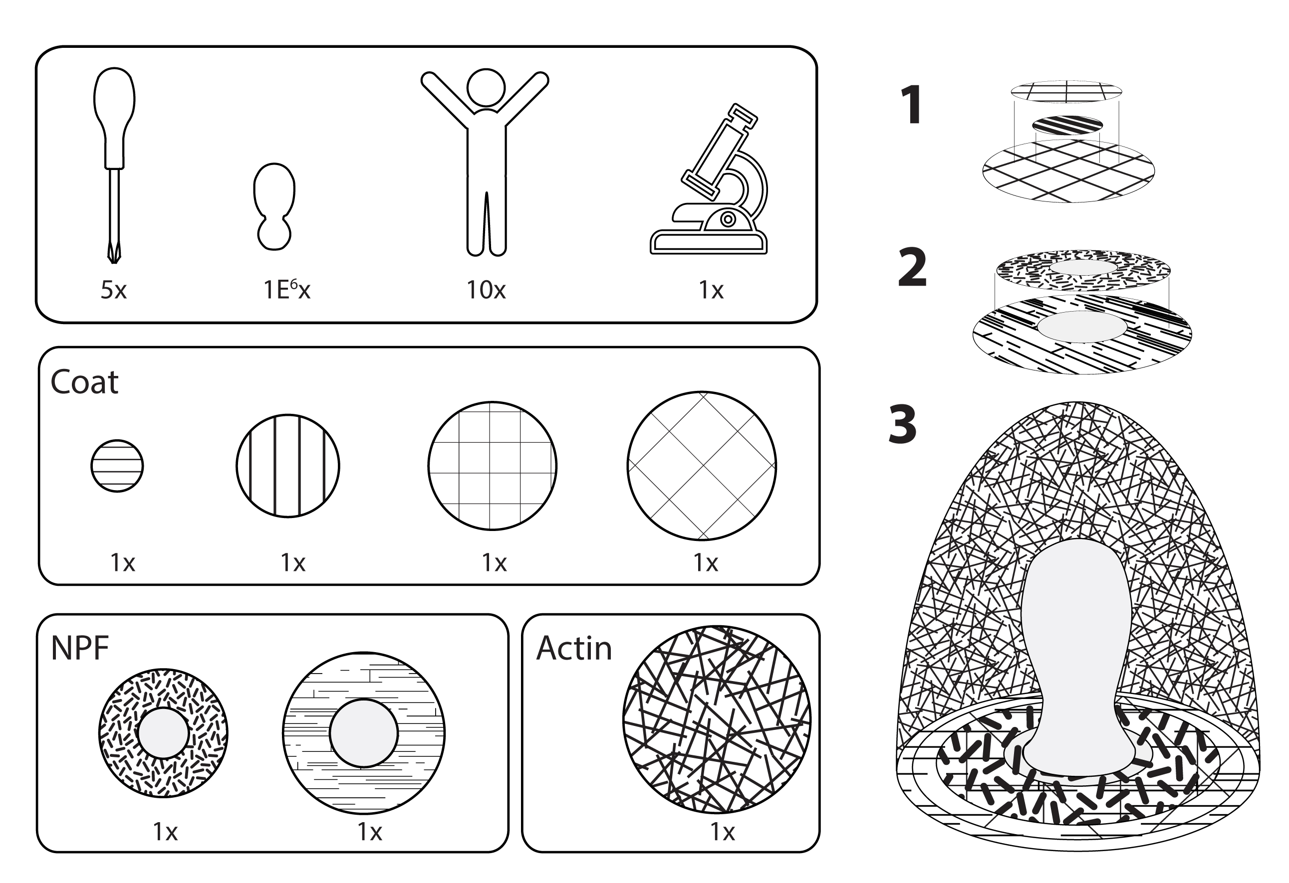 The proteins behind hungry cells | EMBL