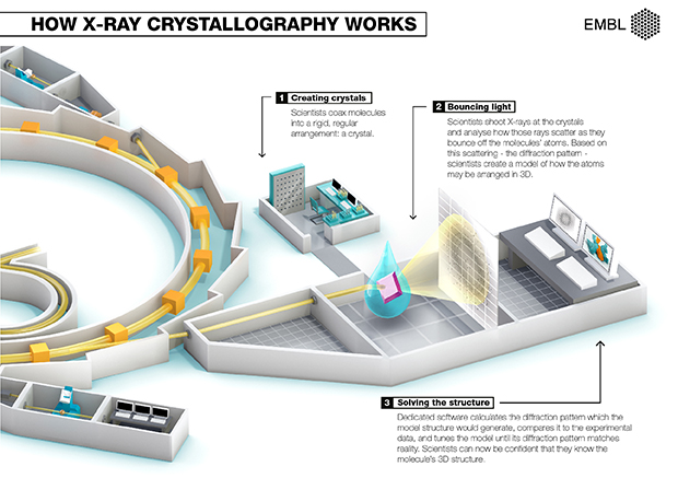 Time-resolved X-ray crystallography simplified | EMBL