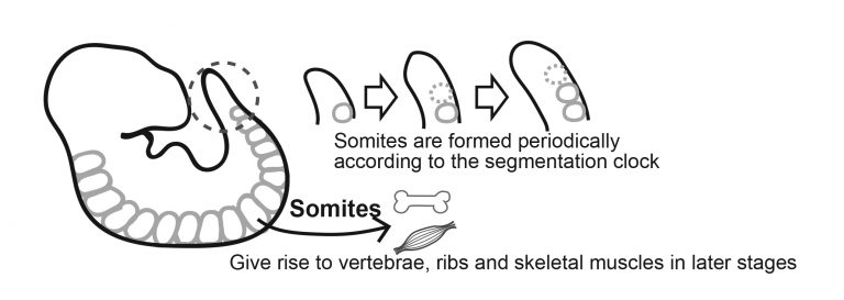 Tissue dynamics provide clues to human disease | EMBL