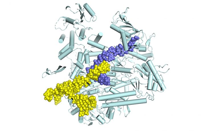 Understanding the influenza virus | EMBL