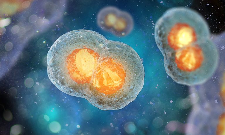 Tracing the origins of cells | EMBL