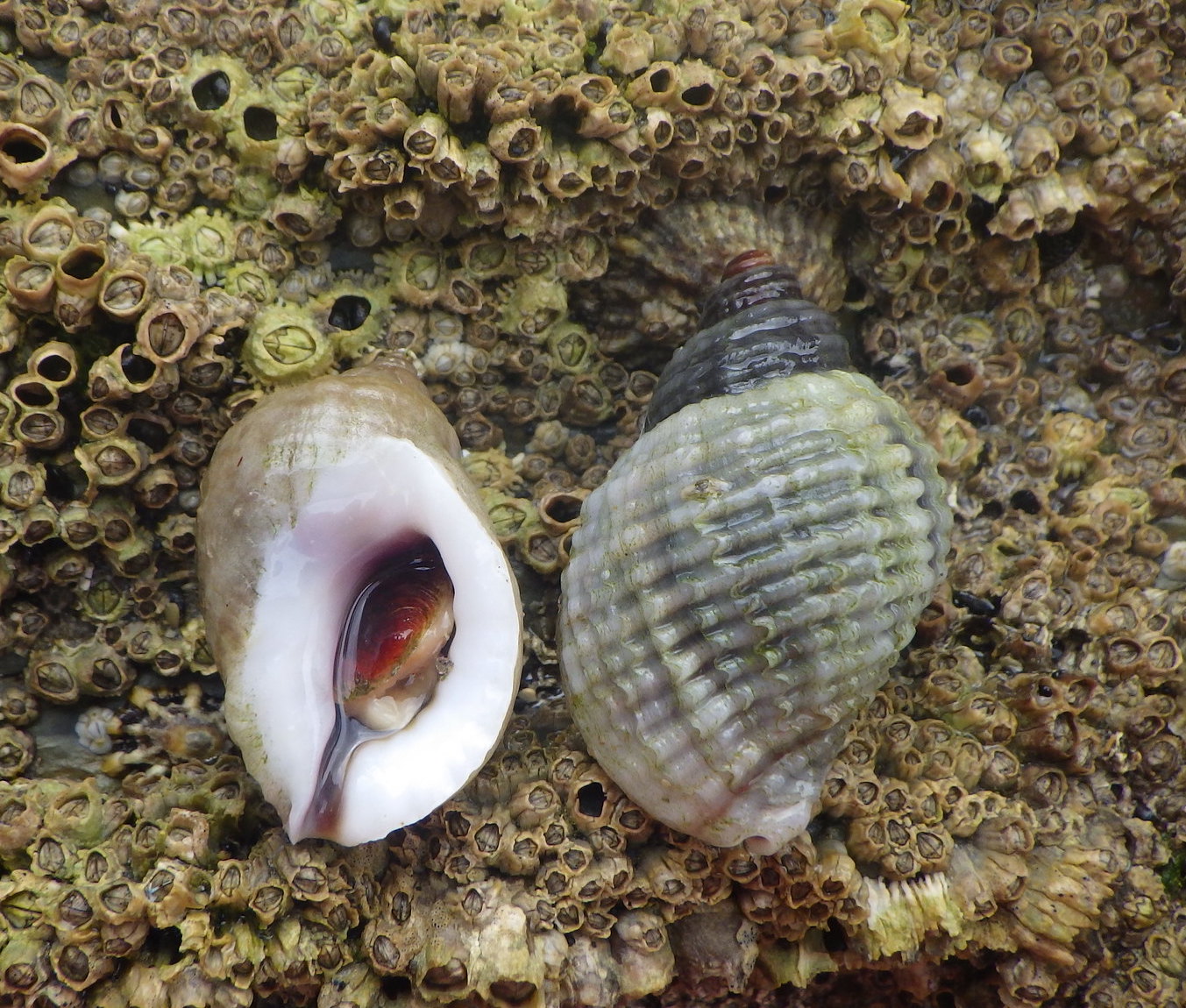 Darwin Tree of Life: looking back on 2020 | EMBL