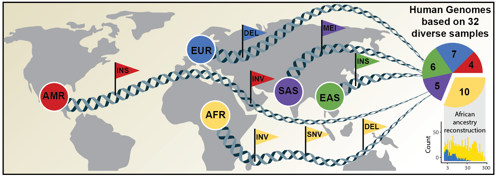 Human genomes provide new reference for global genetic diversity | EMBL