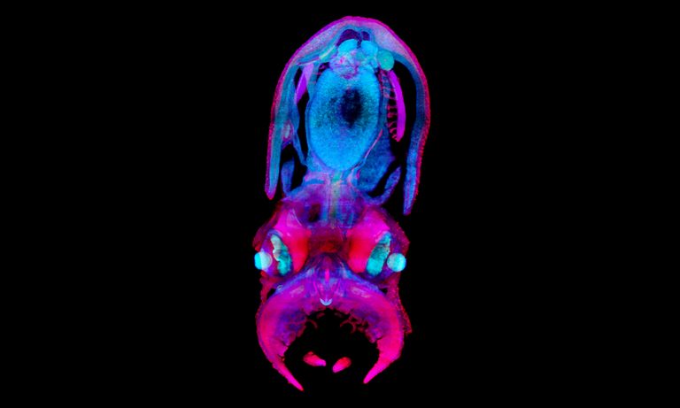 The secret life of baby octopuses | EMBL