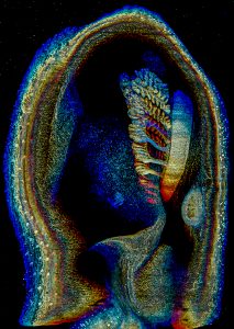 The secret life of baby octopuses | EMBL