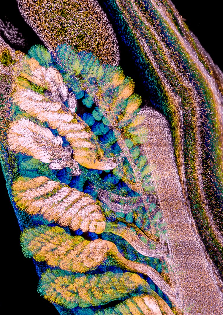 The secret life of baby octopuses | EMBL