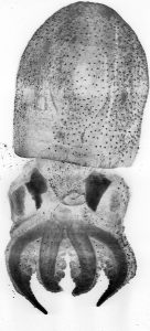 The secret life of baby octopuses | EMBL