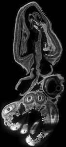 The secret life of baby octopuses | EMBL