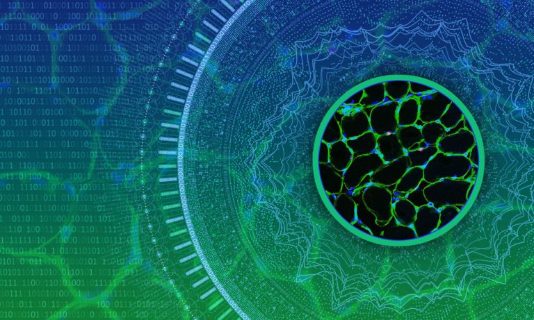 AI4LIFE: AI models for bioimaging | EMBL