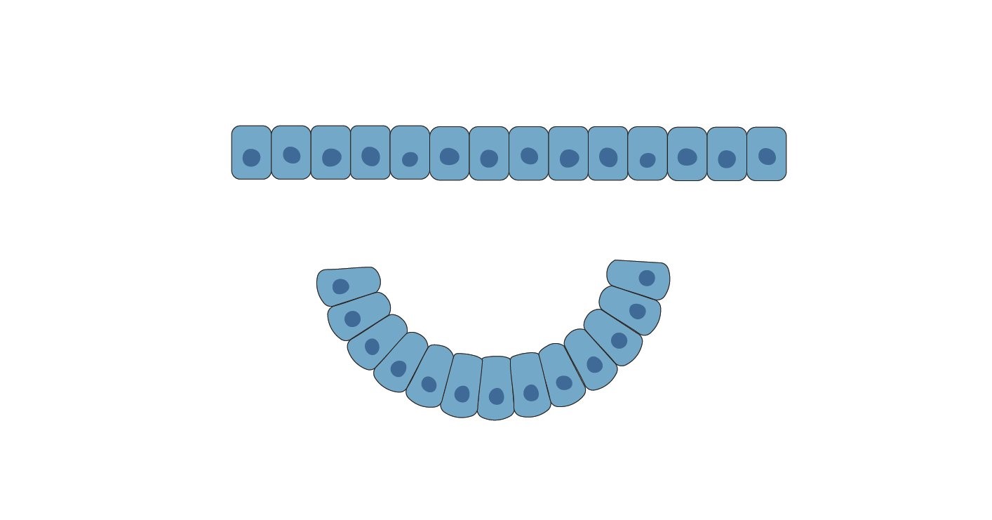 The power of light: folding 3D tissues | EMBL