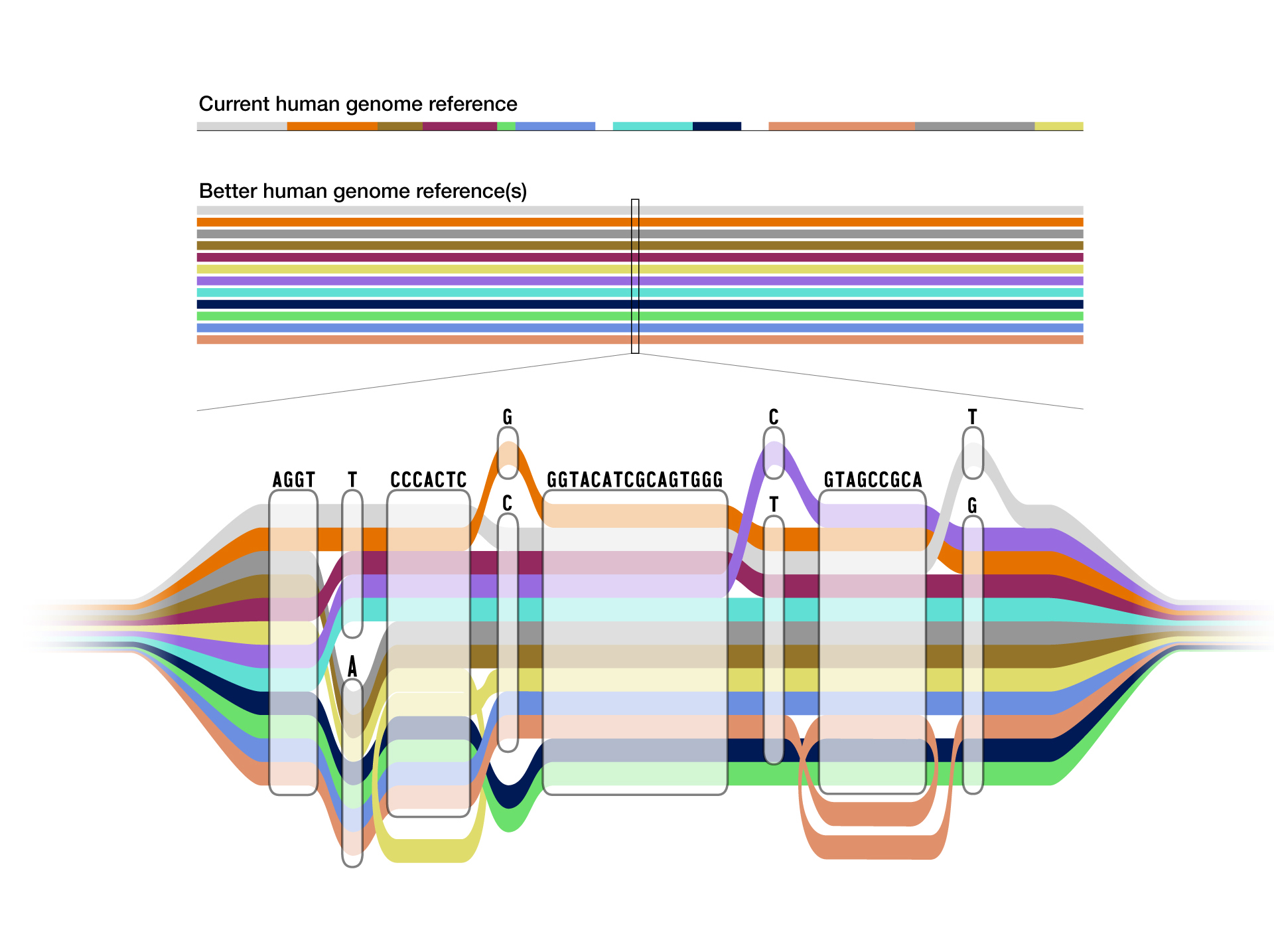 A more diverse human reference genome | EMBL