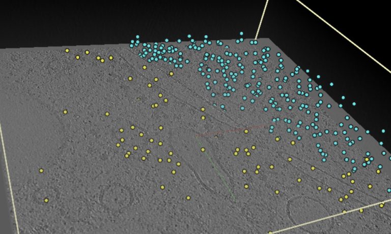 Exploring cellular complexity with EMPIAR's new cryo-electron ... Exploring cellular complexity with EMPIAR's new cryo-electron ...