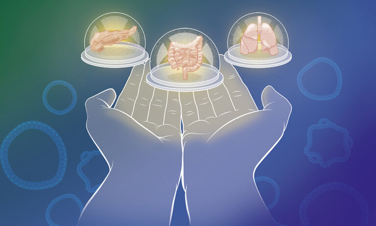 The importance and limitations of organoids | EMBL