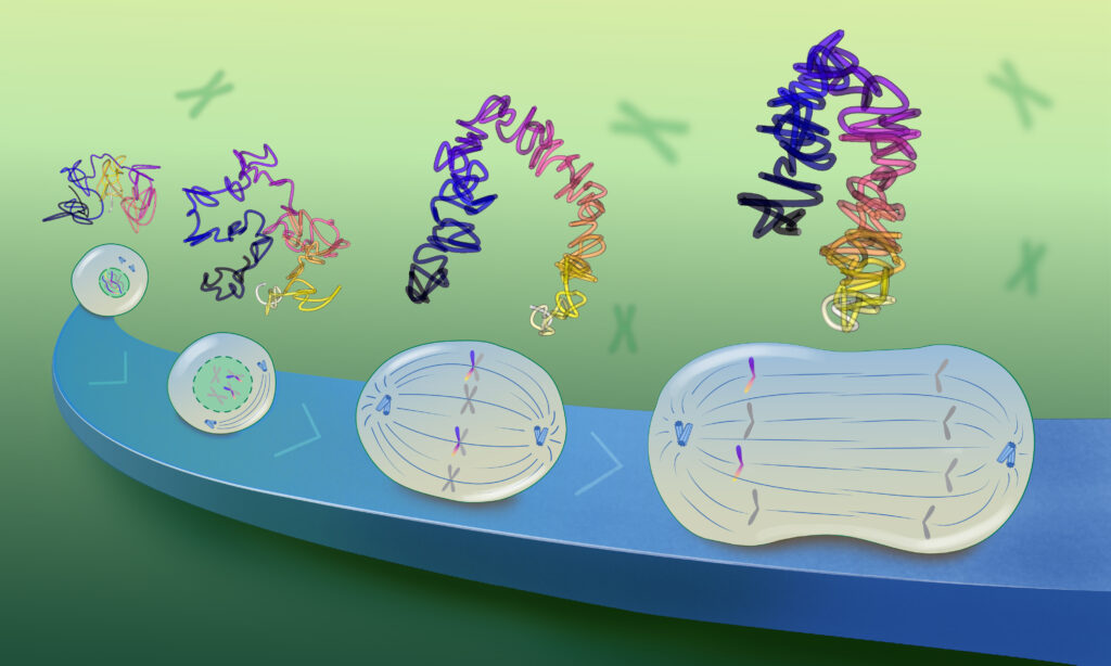 Computational protein design and protein structure prediction win Nobel Prize in Chemistry | EMBL