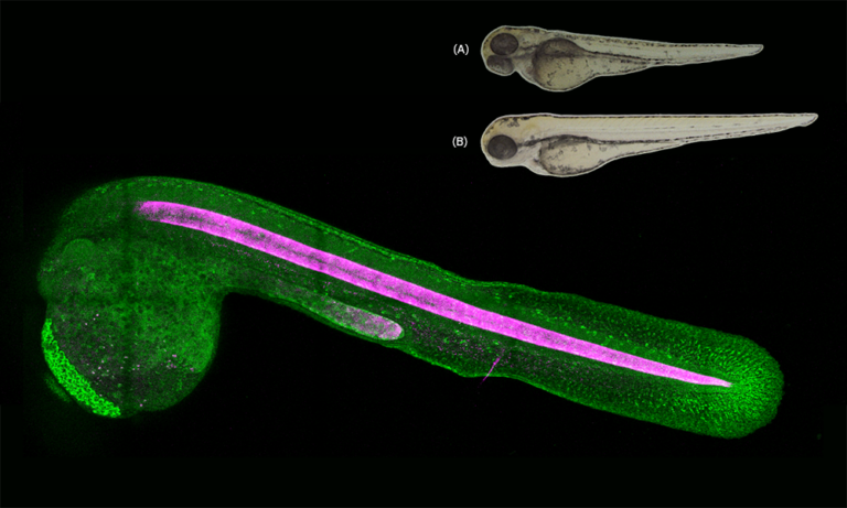 New microscopy technique makes deep in vivo brain imaging possible | EMBL