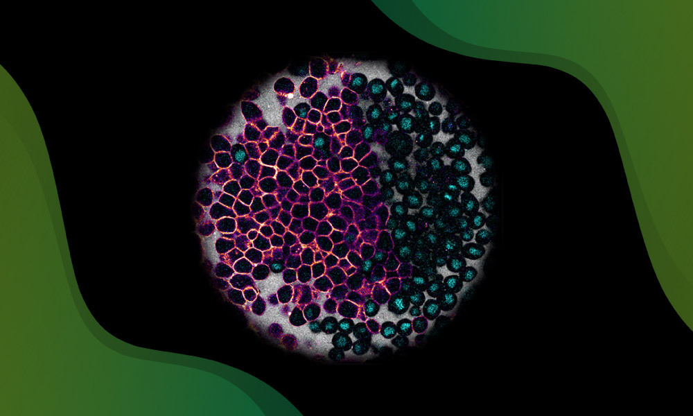 Tissue Changes Linked to Cell Fate in Development | Mirage News